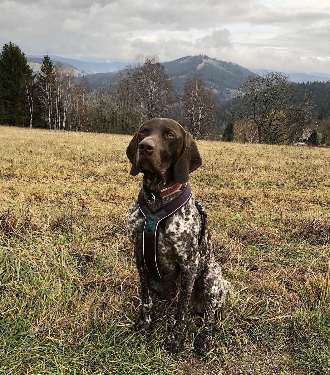 Zimní výlety se psem | Běhejsepsem.cz